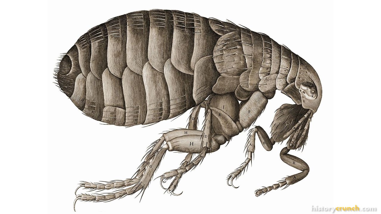 Where and How Did the Plague Spread?: A Detailed Summary - History Crunch